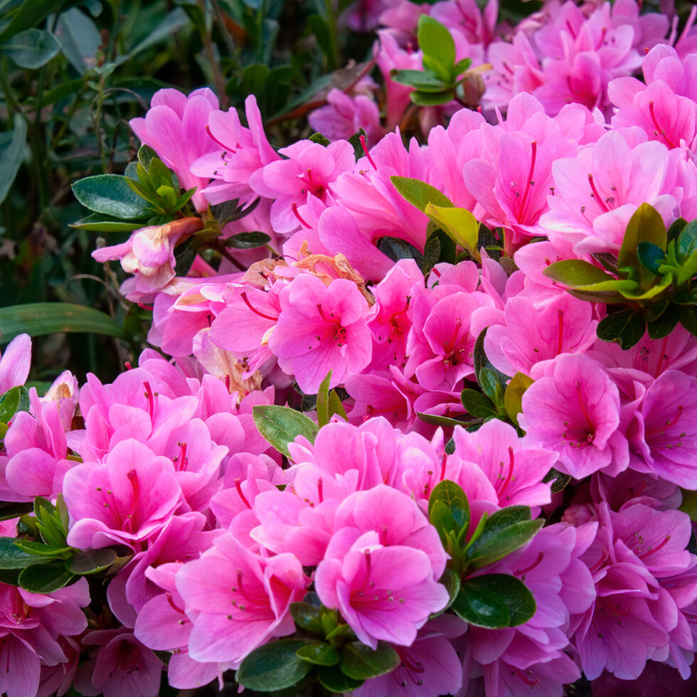 Explore a Variety of Trees and Shrubs for Your Garden - Sugarloaf Gardens