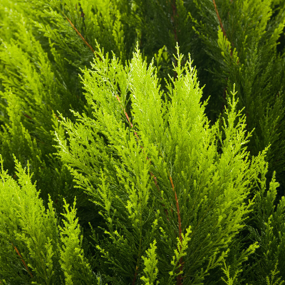 Explore a Variety of Trees and Shrubs for Your Garden - Sugarloaf Gardens