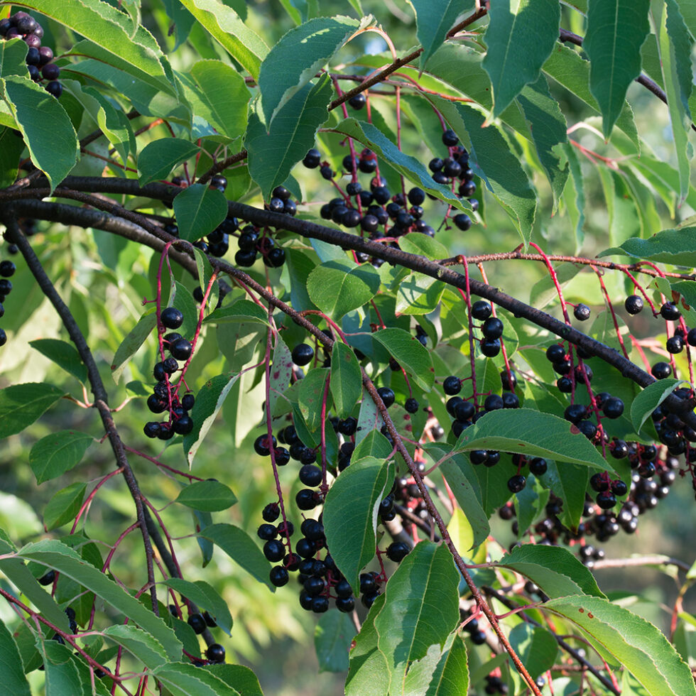 Explore a Variety of Trees and Shrubs for Your Garden - Sugarloaf Gardens