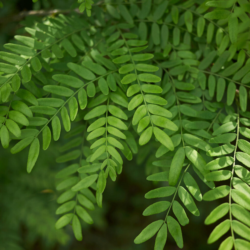 Explore a Variety of Trees and Shrubs for Your Garden - Sugarloaf Gardens