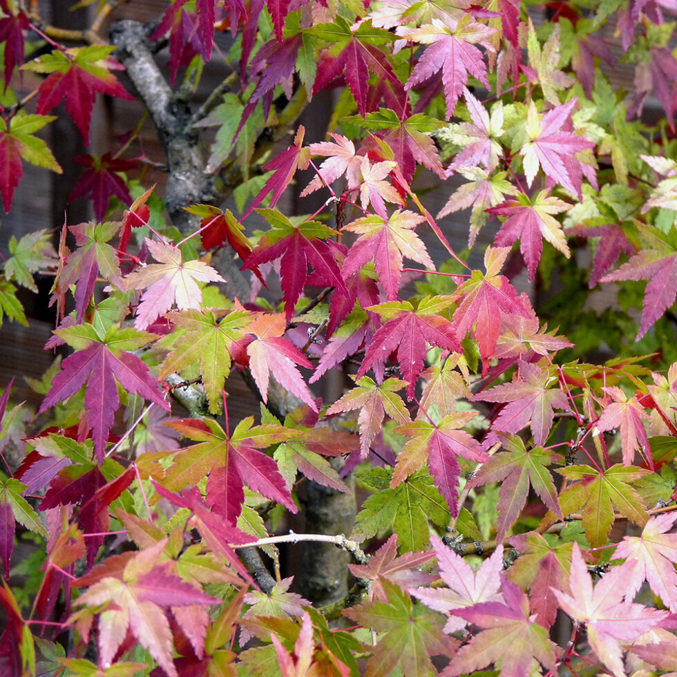 Explore a Variety of Trees and Shrubs for Your Garden - Sugarloaf Gardens