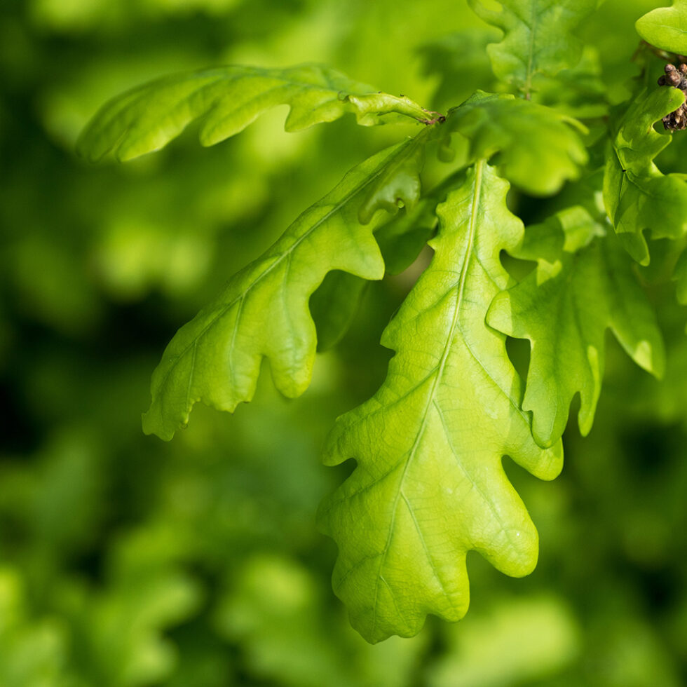 Explore a Variety of Trees and Shrubs for Your Garden - Sugarloaf Gardens