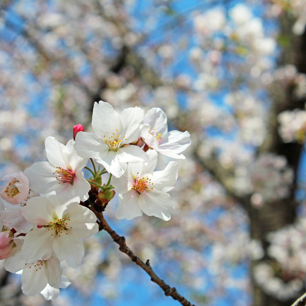 Explore a Variety of Trees and Shrubs for Your Garden - Sugarloaf Gardens