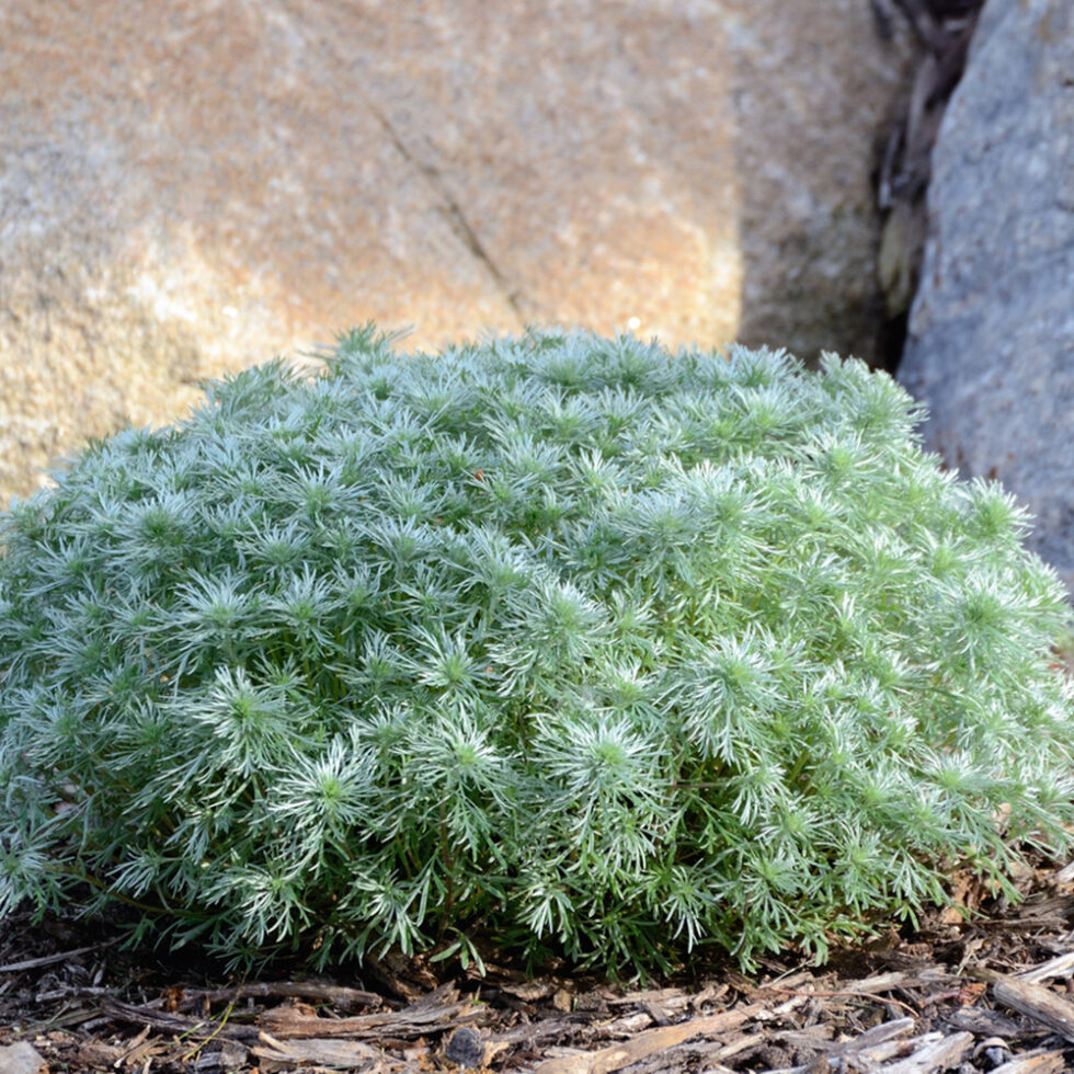 Discover the Beauty of Perennial Flowers - Sugarloaf Gardens