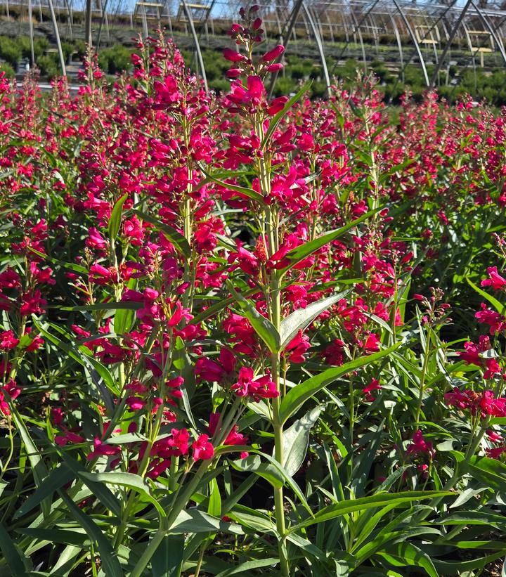 PENSTEMON PRISTINE `DEEP ROSE` - Sugarloaf Gardens